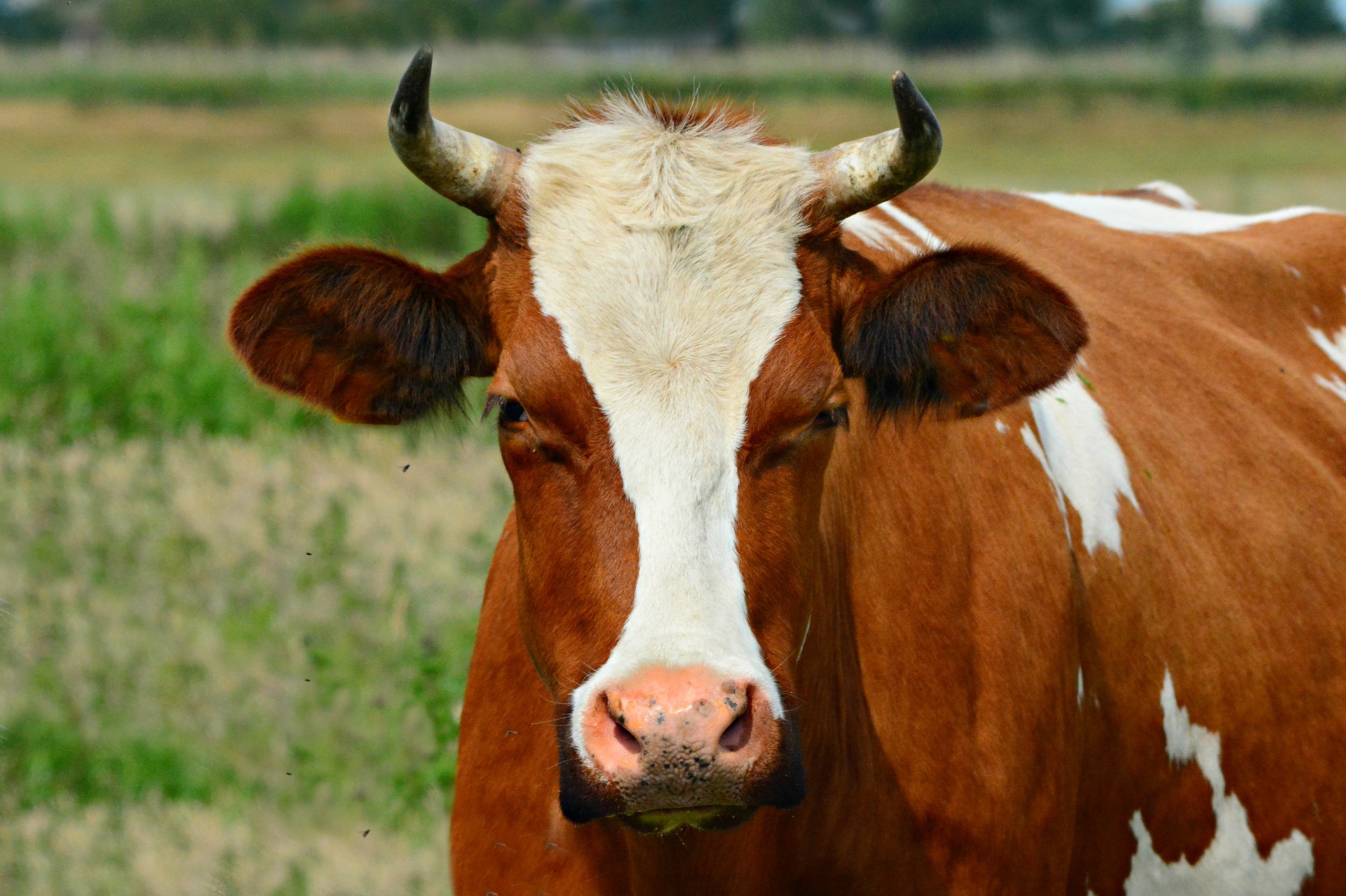 Qurban – Aladzievie Farm